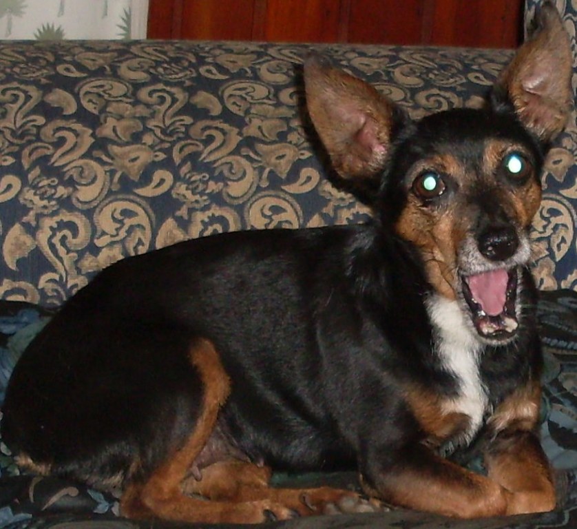 Adote, Não Compre!: ADOTADA!!! Pitucha, pequenina pinscher para adoção ...