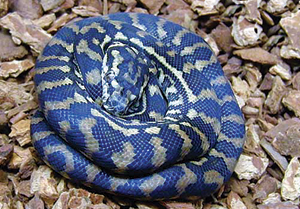 Keiths One Planet: Huge Pythons--49-foot python captured in Indonesia