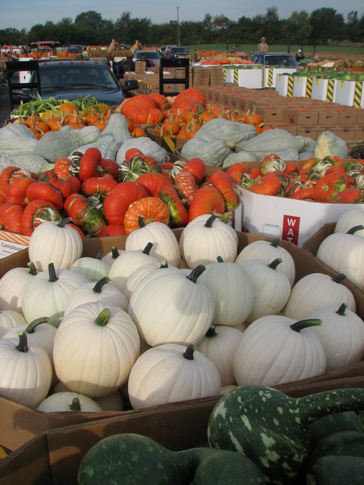 FirstWatch Farms: The Fall Bounty