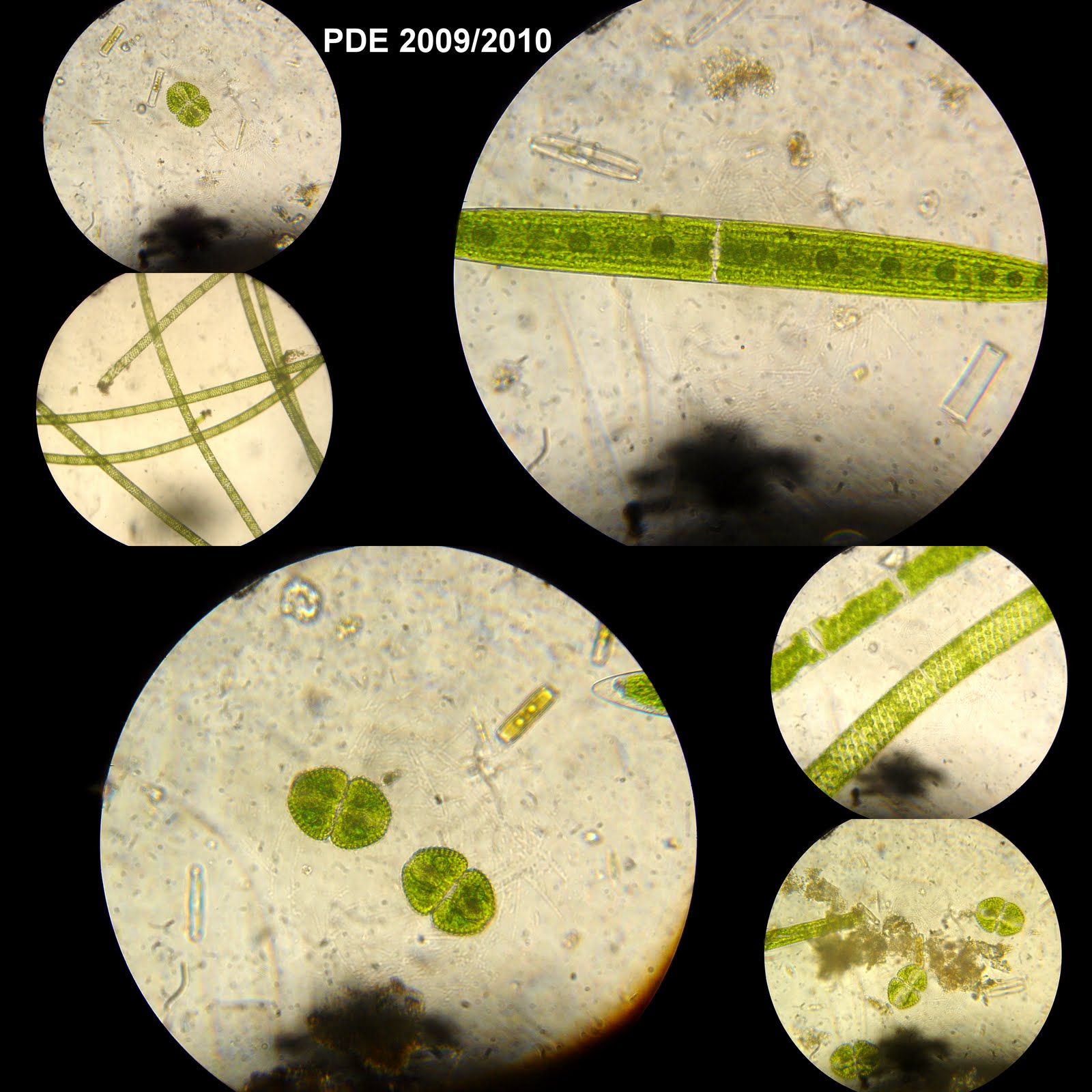 Cultivo de Microalgas em Fotobiorreatores: Etapas do Projeto....