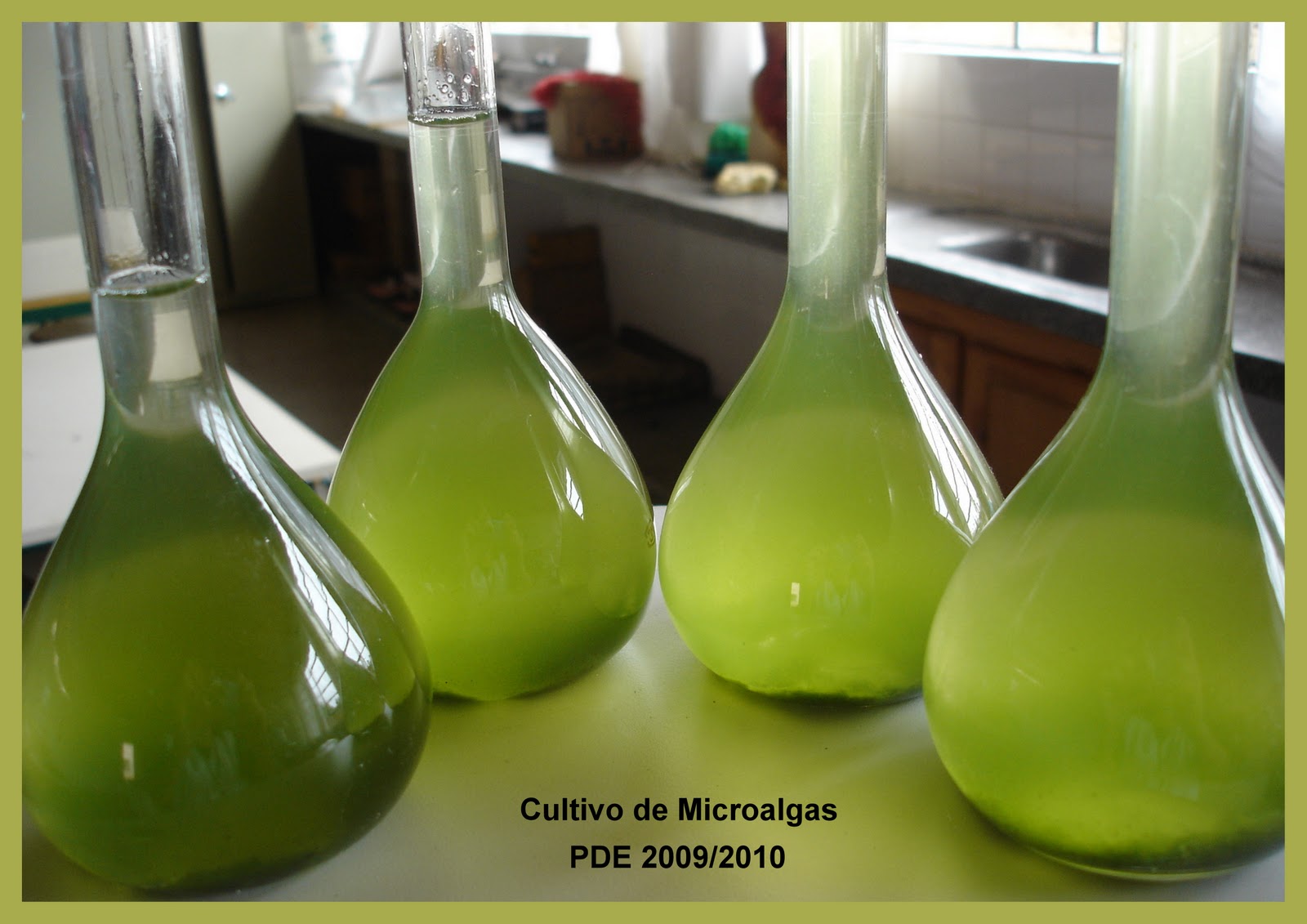 Cultivo de Microalgas em Fotobiorreatores: Cultivos de microalgas...