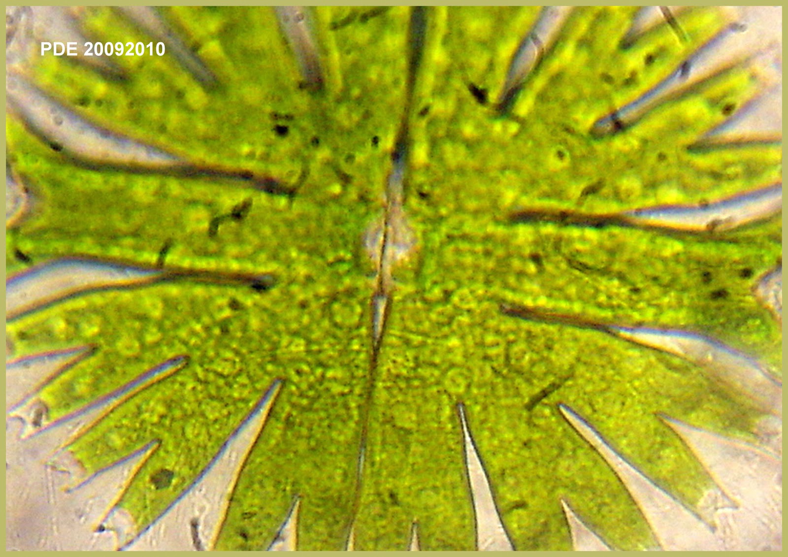 Cultivo de Microalgas em Fotobiorreatores: Micrastérias ... Detalhes de ...