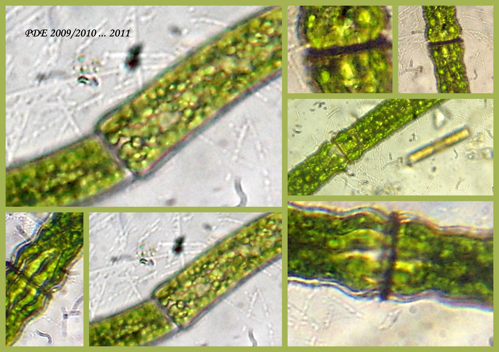 Cultivo de Microalgas em Fotobiorreatores: Algas unicelulares ...