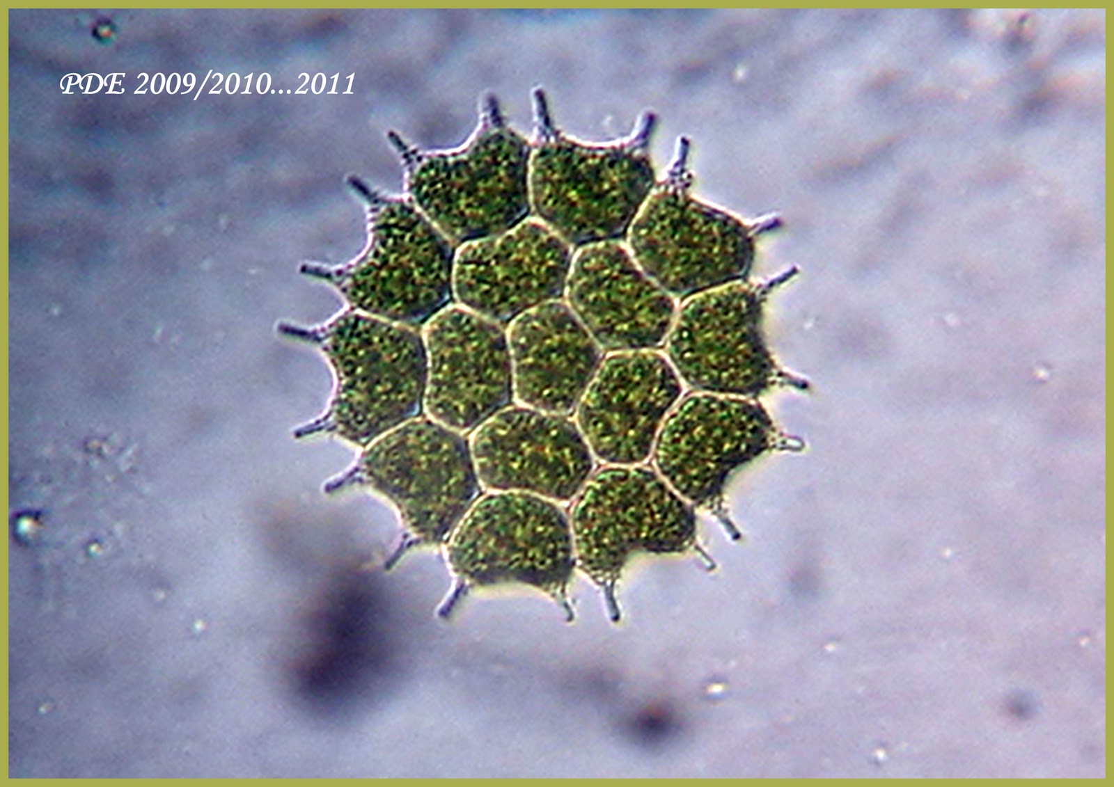 Cultivo de Microalgas em Fotobiorreatores: Nova microalga...