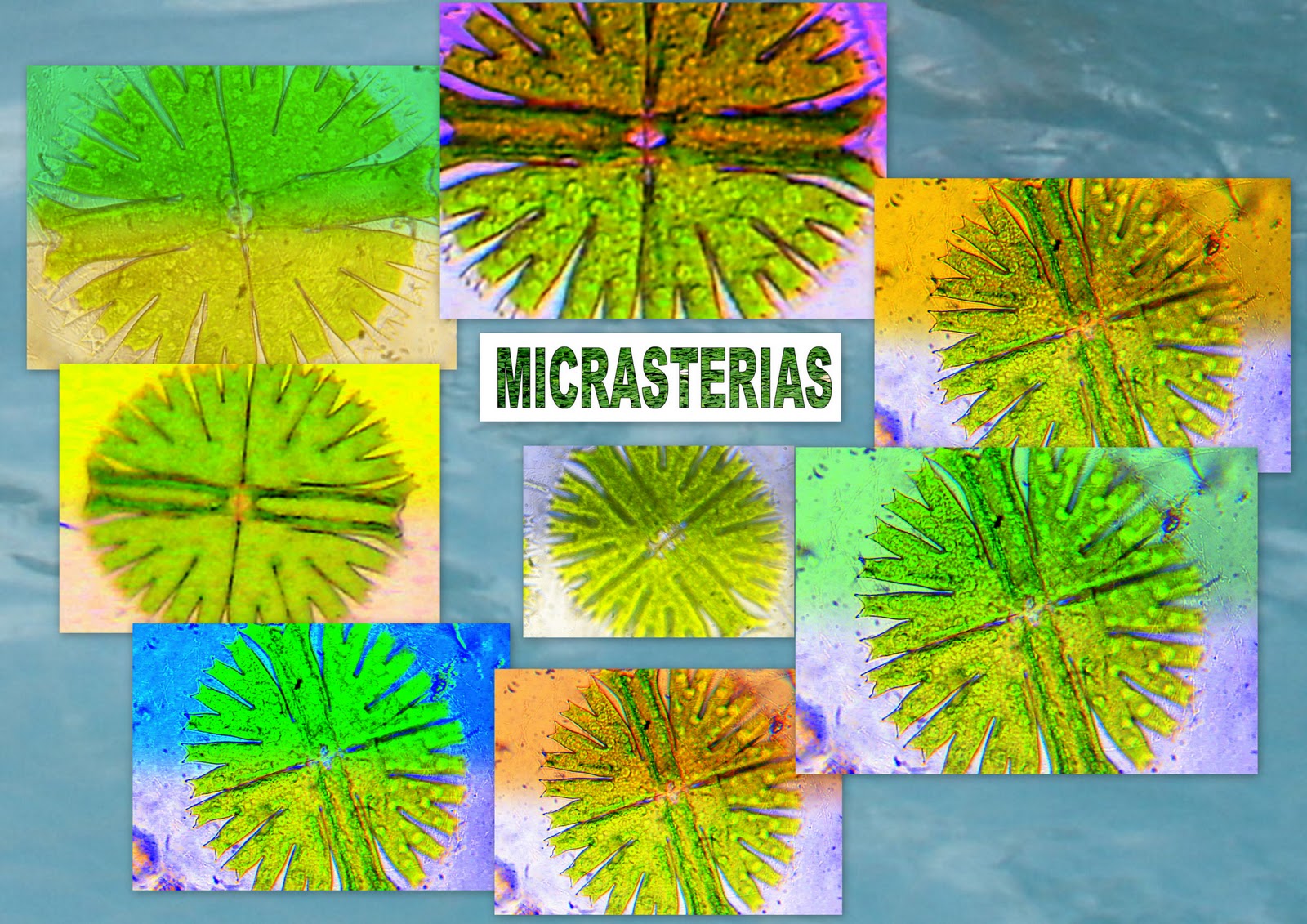 Cultivo de Microalgas em Fotobiorreatores: O maravilhoso mundo das ...