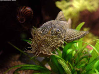 Hematologia de peixes Teleósteos ~ Nature Planet