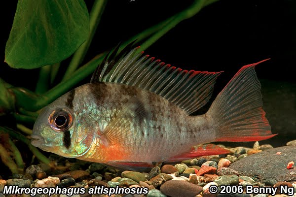 O gênero Mikrogeophagus ~ Nature Planet