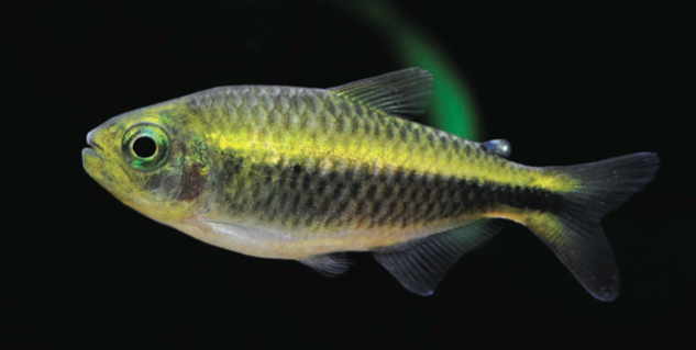 Duas novas espécies de Moenkhausia ~ Nature Planet