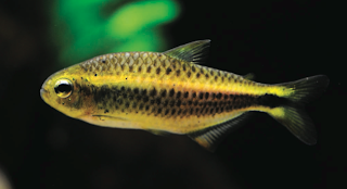 Duas novas espécies de Moenkhausia ~ Nature Planet