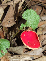 PASOS: Una más de Baldellou y dos de Gabasa