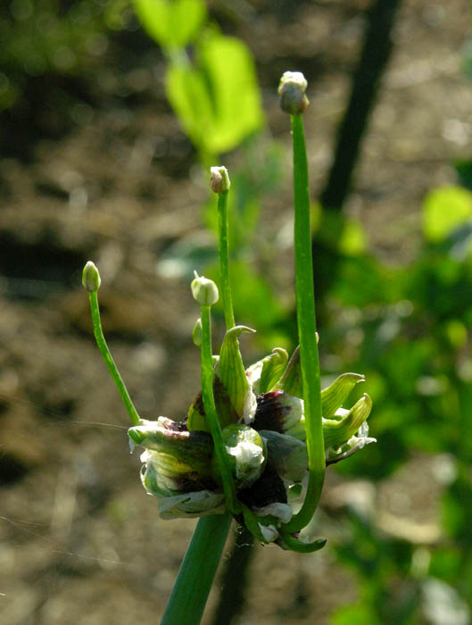 Studio and Garden: The Exuberance of Egyptian Onions