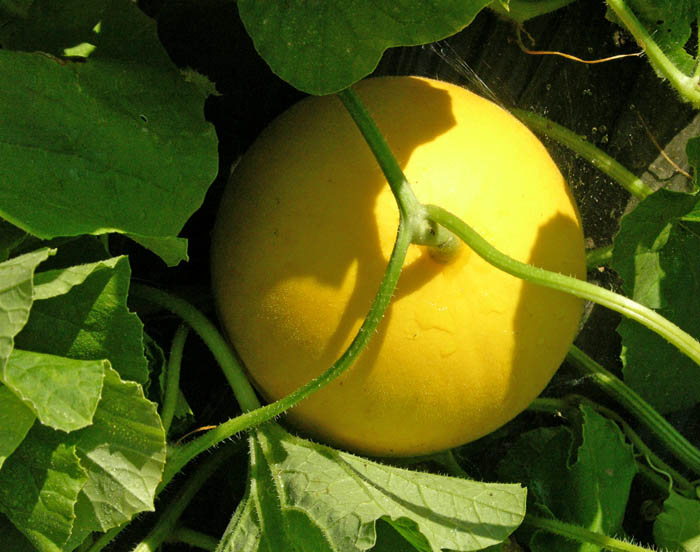 Studio and Garden: Home Grown Melons