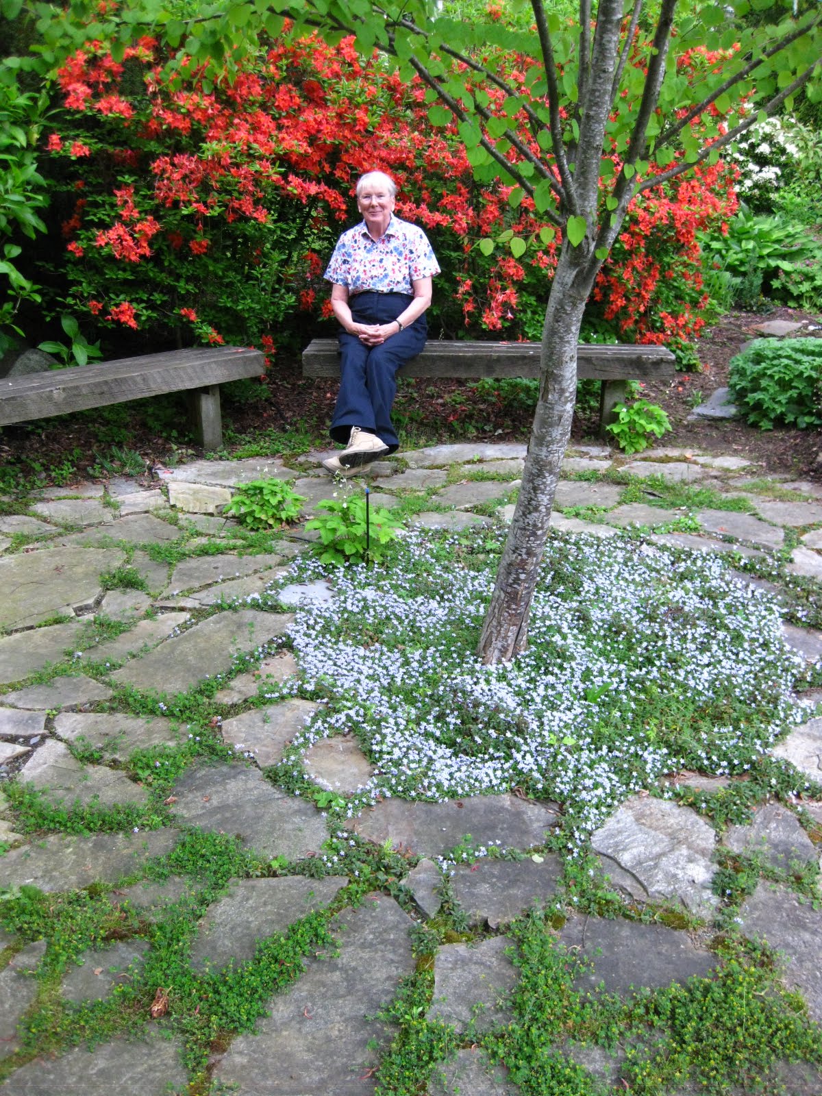 The Bicycle-Gardening Chronicles...: Flagstone around Tree