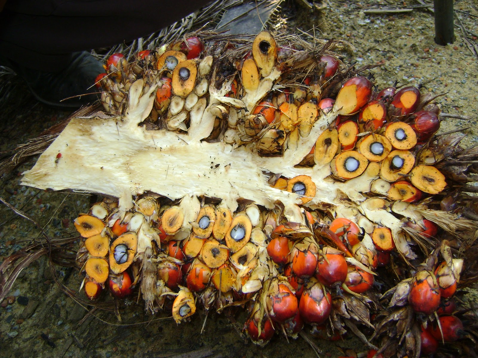 RURAL EXPEDITION AND DISCOVERY: A Short Journey to Semenchu