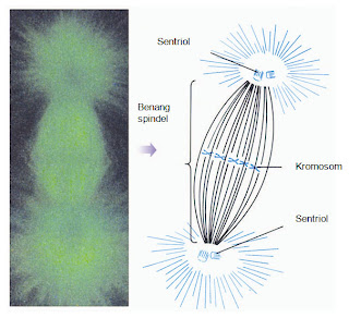 BIOLOGI ASYIK: PERBEDAAN SEL TUMBUHAN DAN HEWAN (2) SEL HEWAN