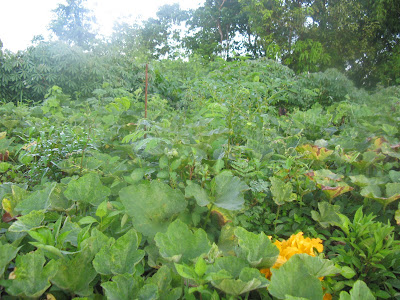 Santo Domingo Pancit Canton with Squash
