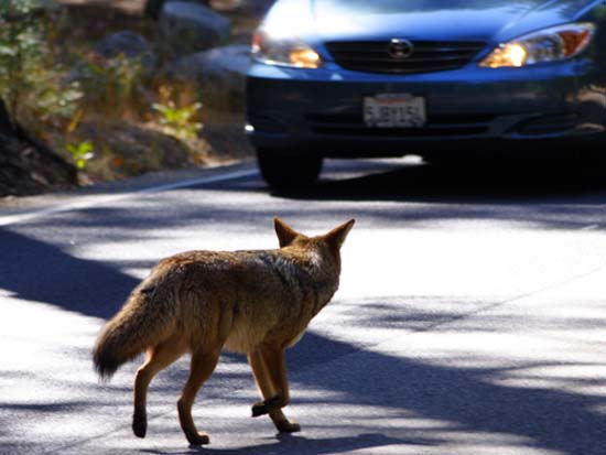 Texas Cryptid Hunter: Coyote Captured in New York City