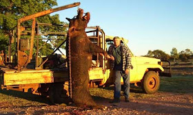 Texas Cryptid Hunter: Giant Hog or a Whole Lotta Bull?