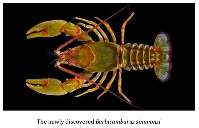 Texas Cryptid Hunter: More Giant Crayfish