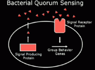 BIOL1020 Genetics & Evolution Blog: Quorum Sensing: The Conversations ...