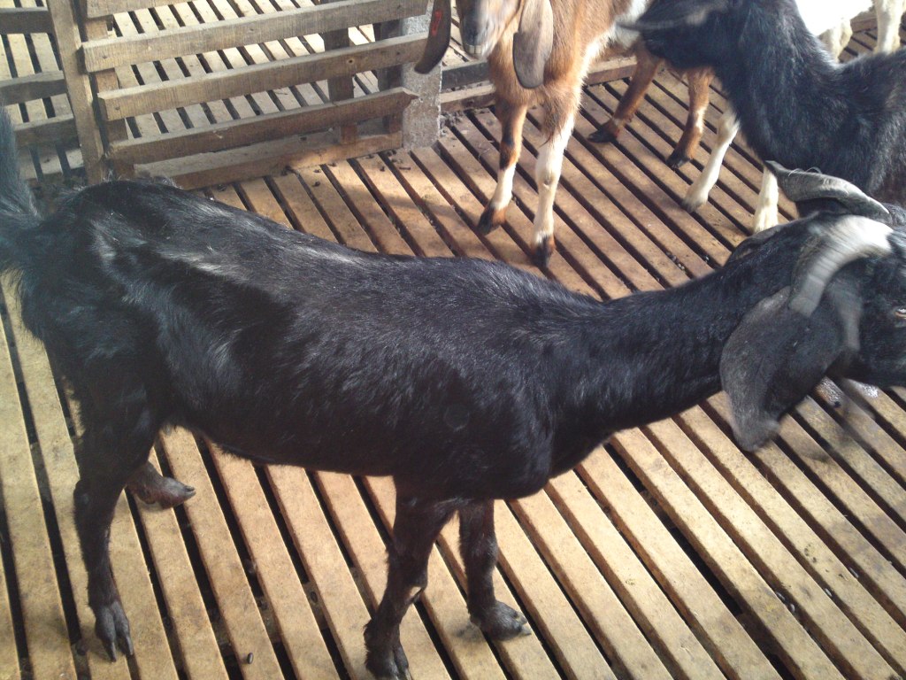 Jom Ternak Kambing: December 2010