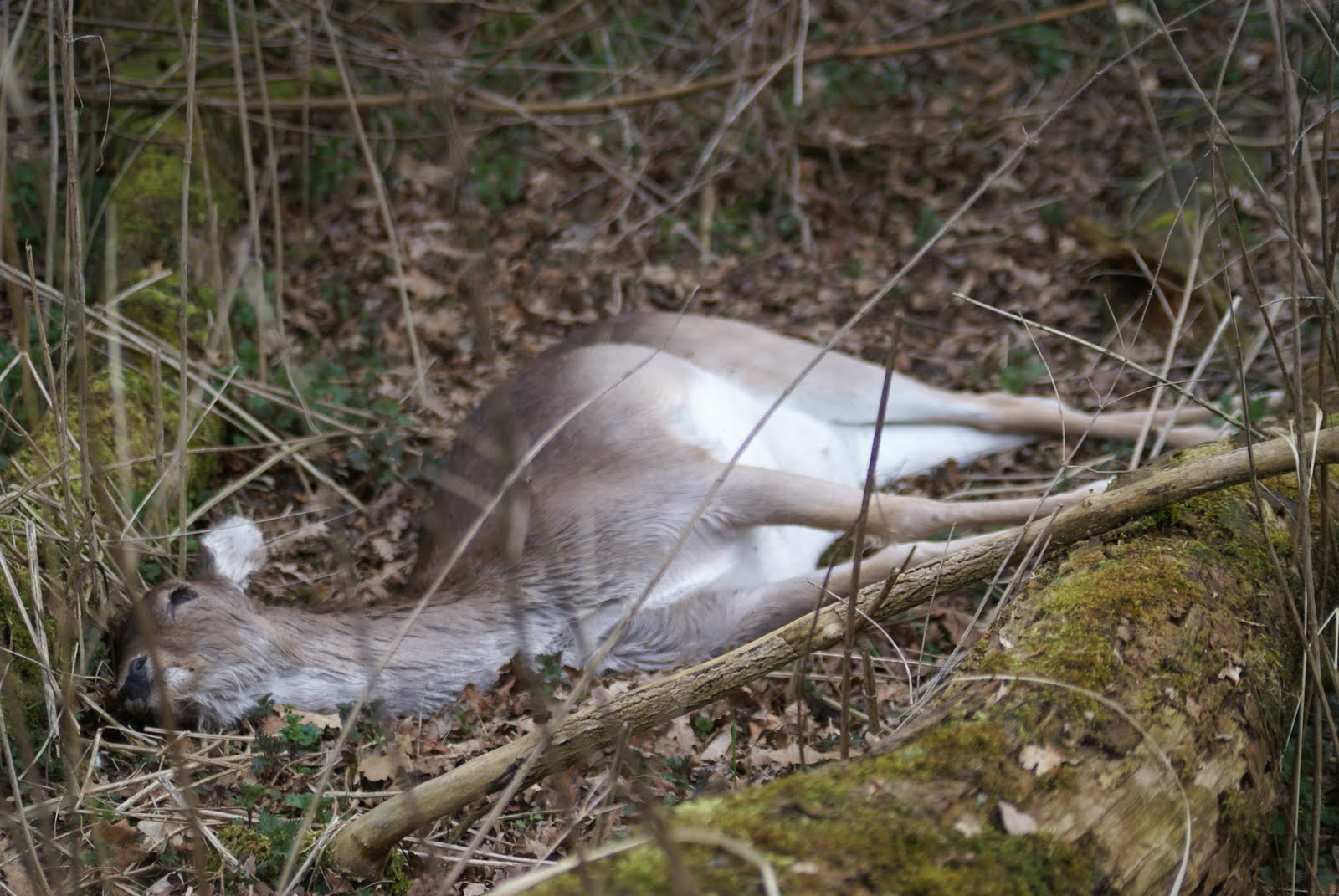 AMSTERDAMSE WATERLEIDINGDUINEN AWD: Ingang Oase (Drie Wandelingen op 1 Dag)
