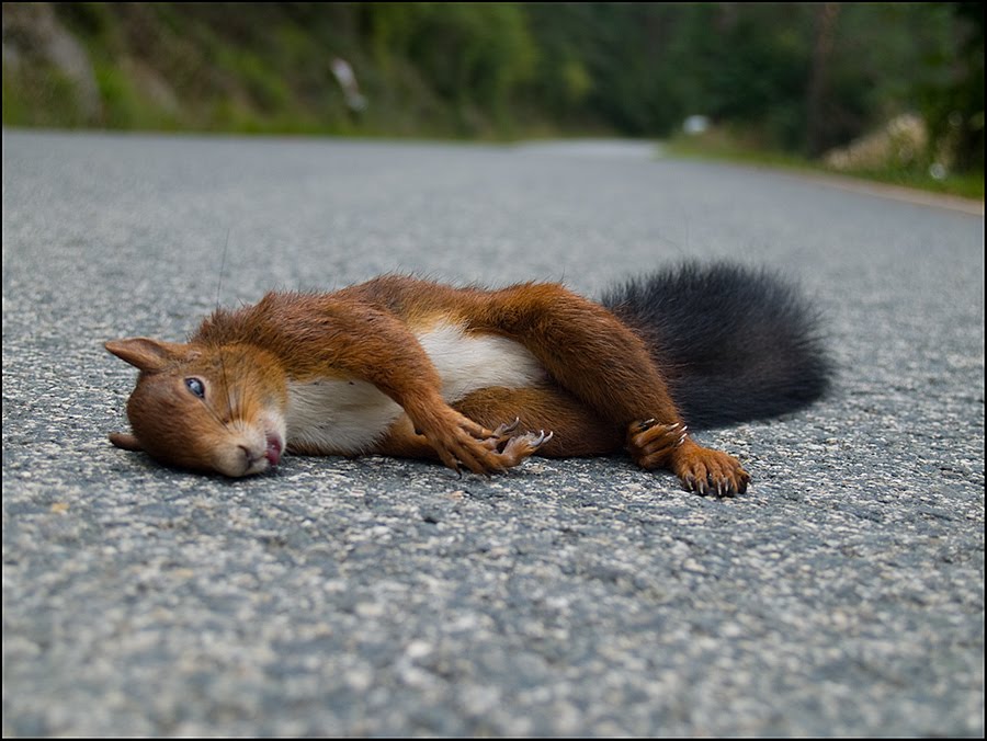 El Sabayao: Muerte en la carretera El Sabayao: Muerte en la carretera