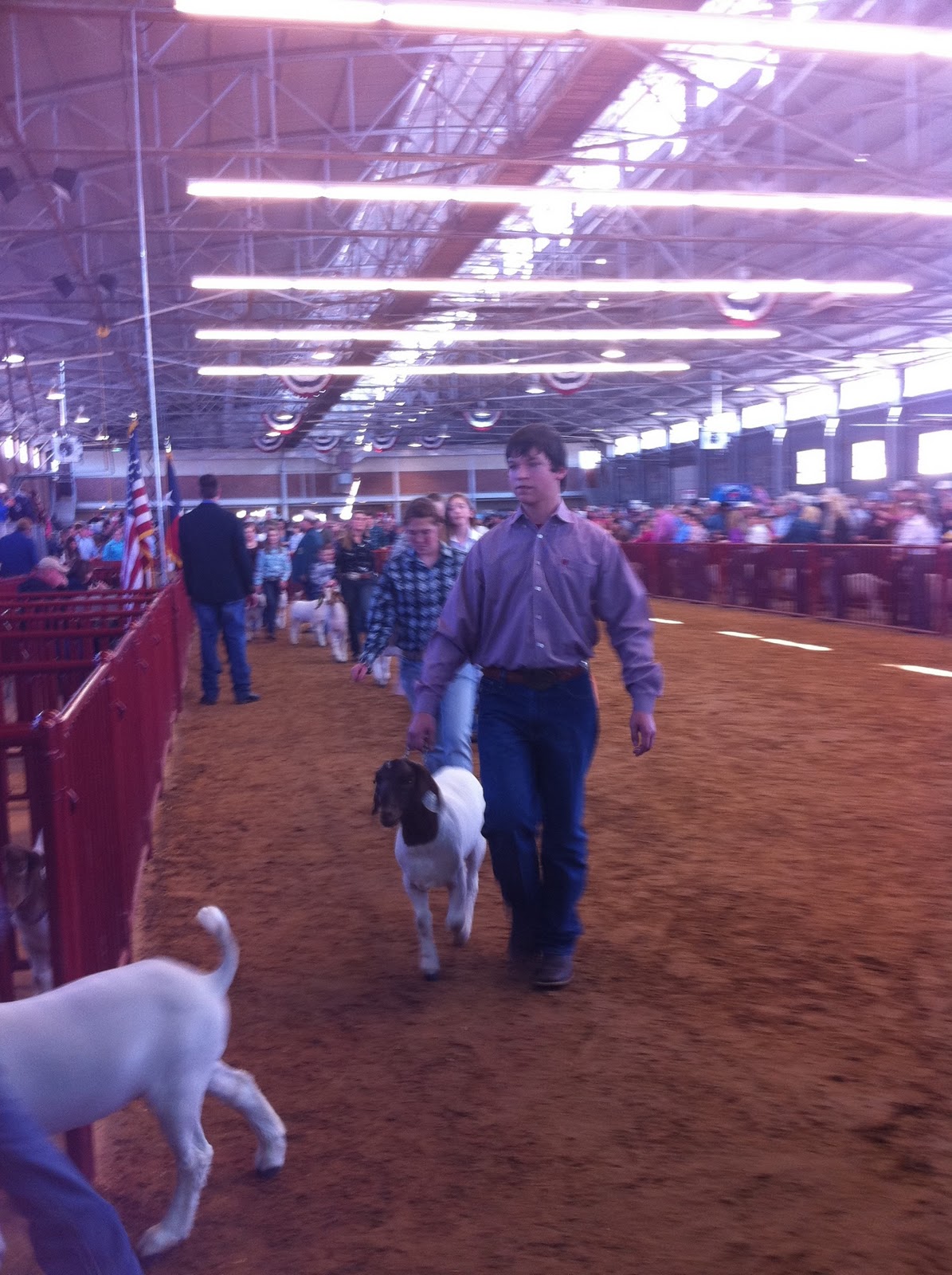 Bridgeport FFA: Market Goat Show, Fort Worth Stock Show