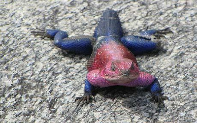 Freaky Spiderman Lizard | Really Freaky Stuff - Weird Things