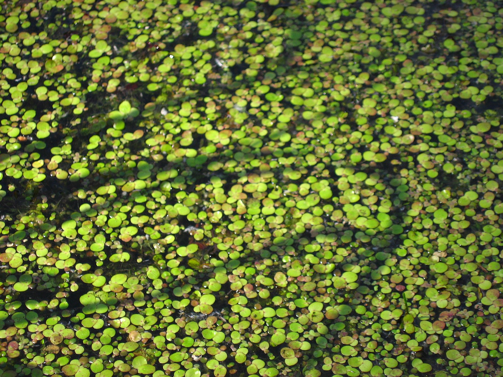 Moscow Daily Photo: Duckweed