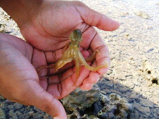 Intertidal lab