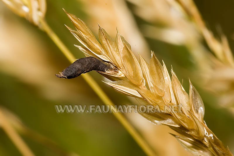 Fauna y flora: Claviceps purpurea (Cornezuelo del centeno)