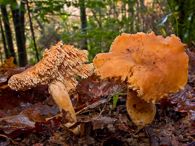 Fauna y flora: Hydnum rufescens