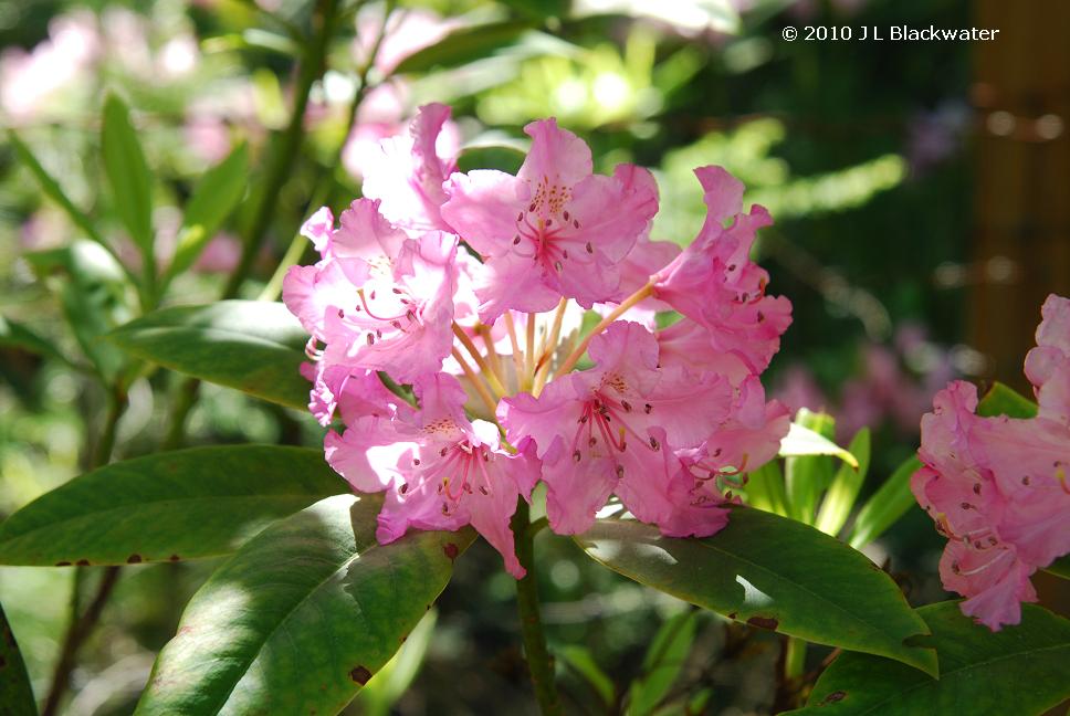 Arboreality - Tree Blogging: Pacific Coast Rhododendrons in Bloom