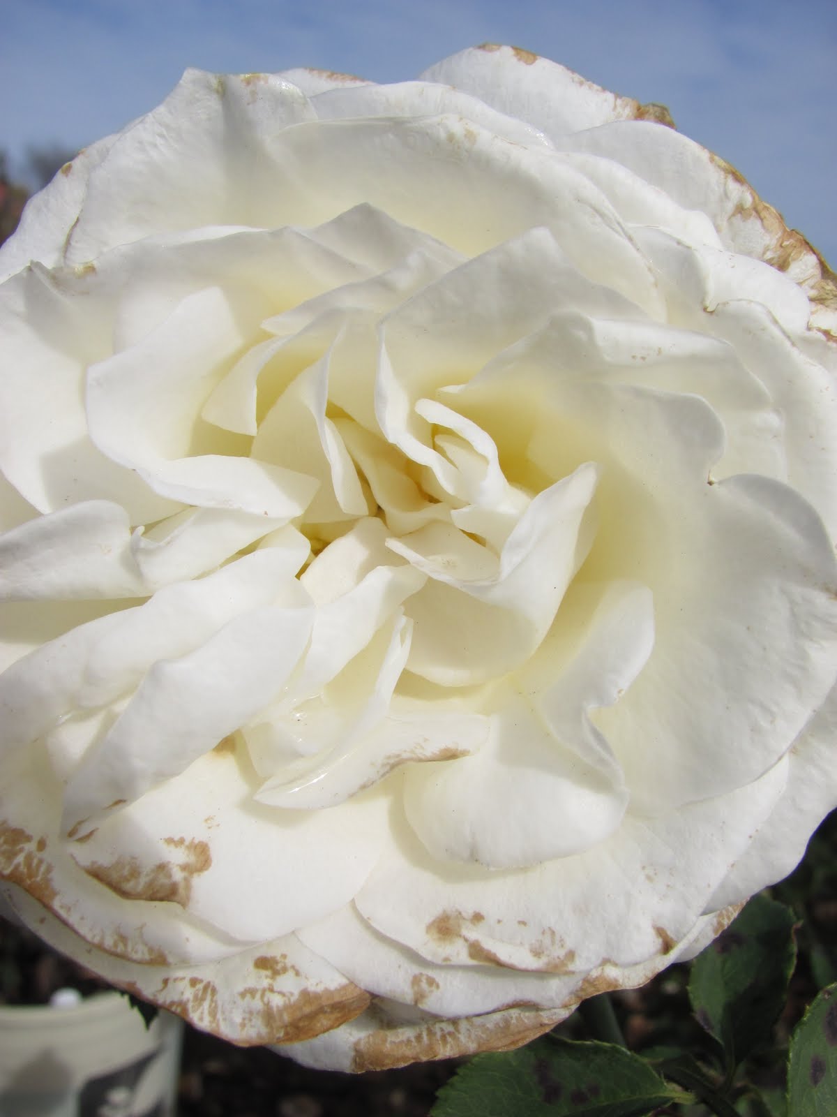 The joys of flowers: Fall Roses