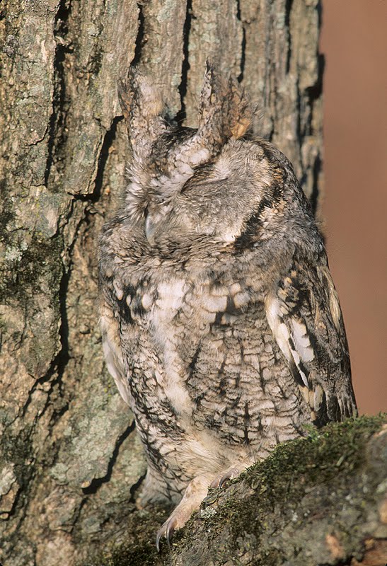 Mighty Lists: 14 animals with amazing camouflage