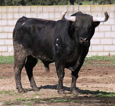 ESPAI TAURÍ: marzo 2010