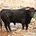 ESPAI TAURÍ: Toro de Román Sorando para La Llosa