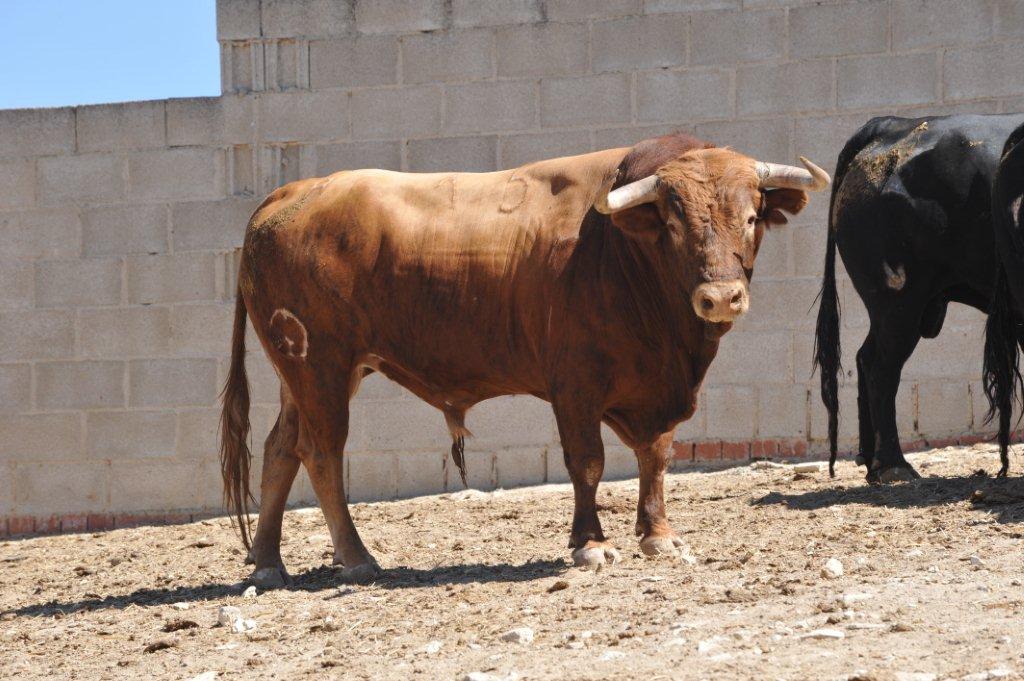 ESPAI TAURÍ: Toros para las capeas de Arganda del Rey