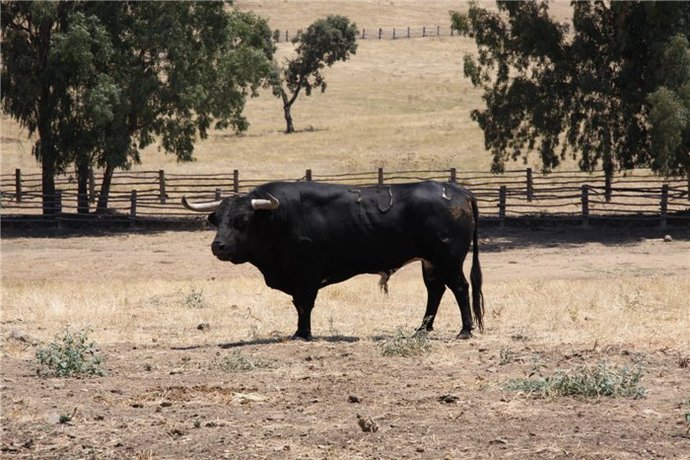 ESPAI TAURÍ: Encierros en Riaza