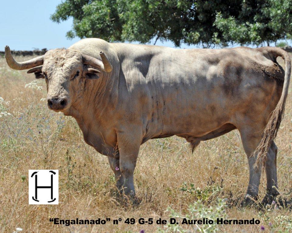 ESPAI TAURÍ: Toro de Aurelio Hernando para Moncofa