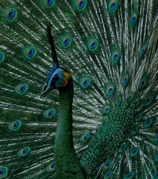 Burung Merak si Cantik yang Doyan Cacing - ARTIKEL LHK