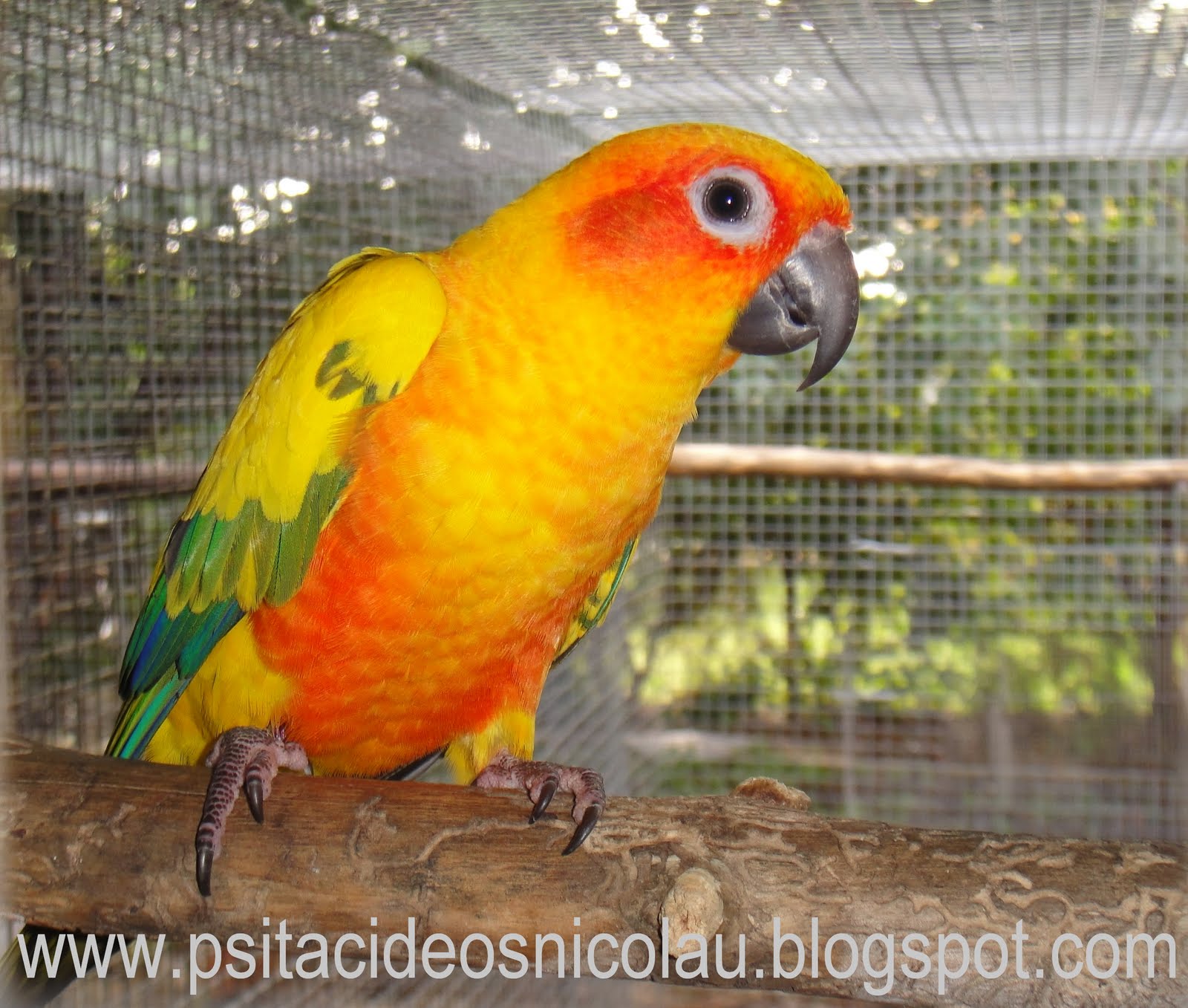 Psitacideos Nicolau: Aratinga sol (Aratinga solstitialis)