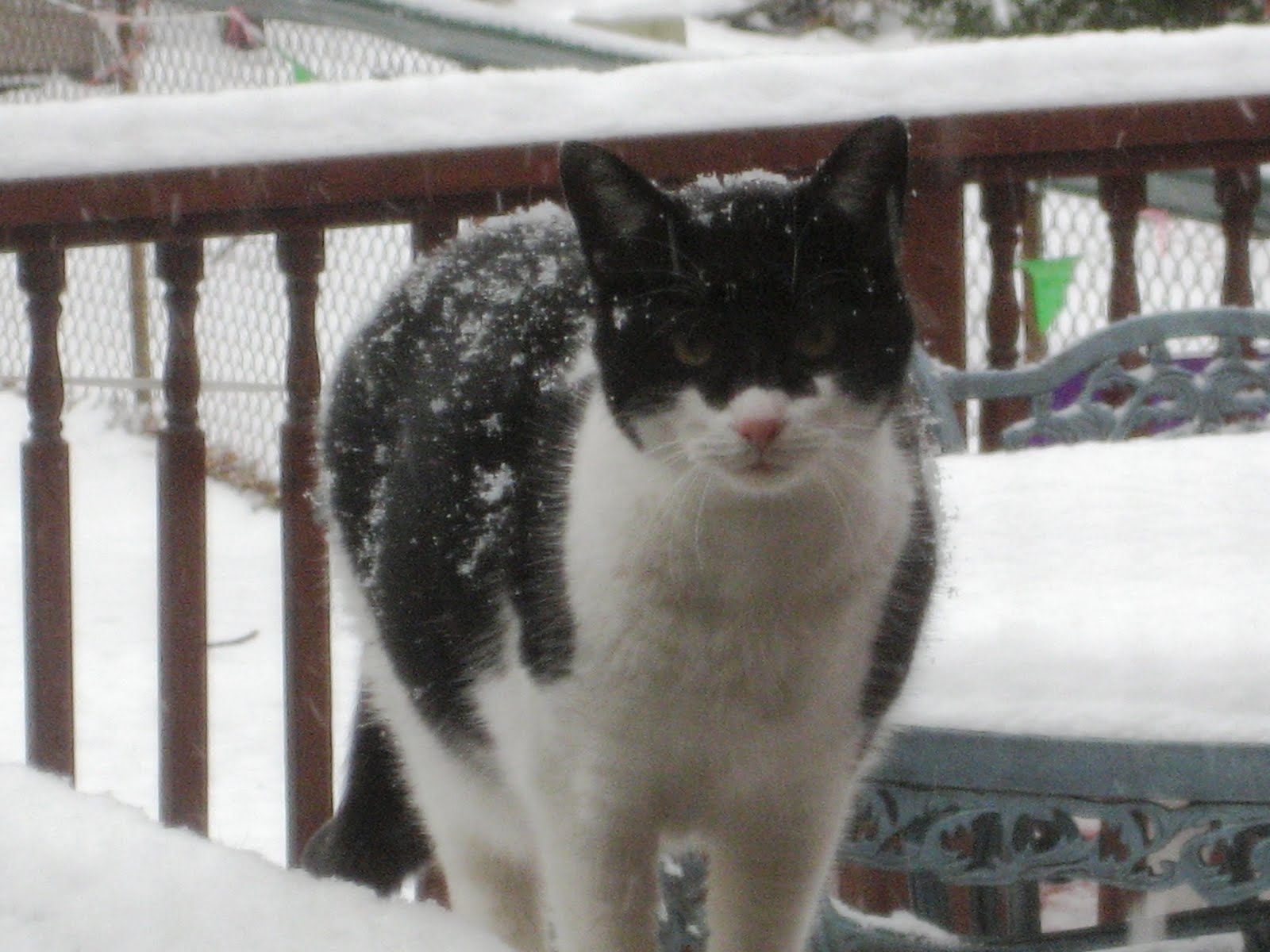 A Townhouselady's Life: January 23, 2011