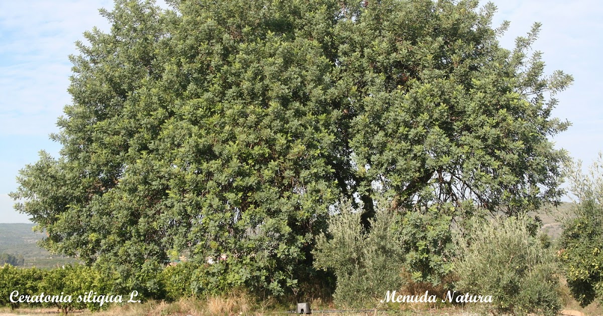 Menuda Natura: Ceratonia siliqua L.