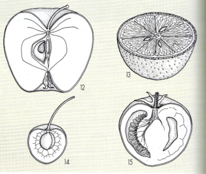 Menuda Natura: Morfologia dels Fruits