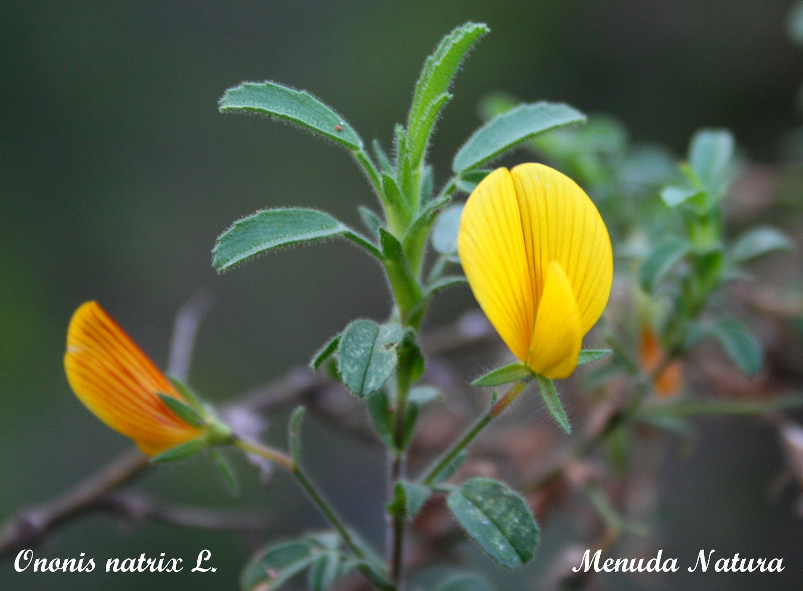 Menuda Natura: Ononis natrix L.