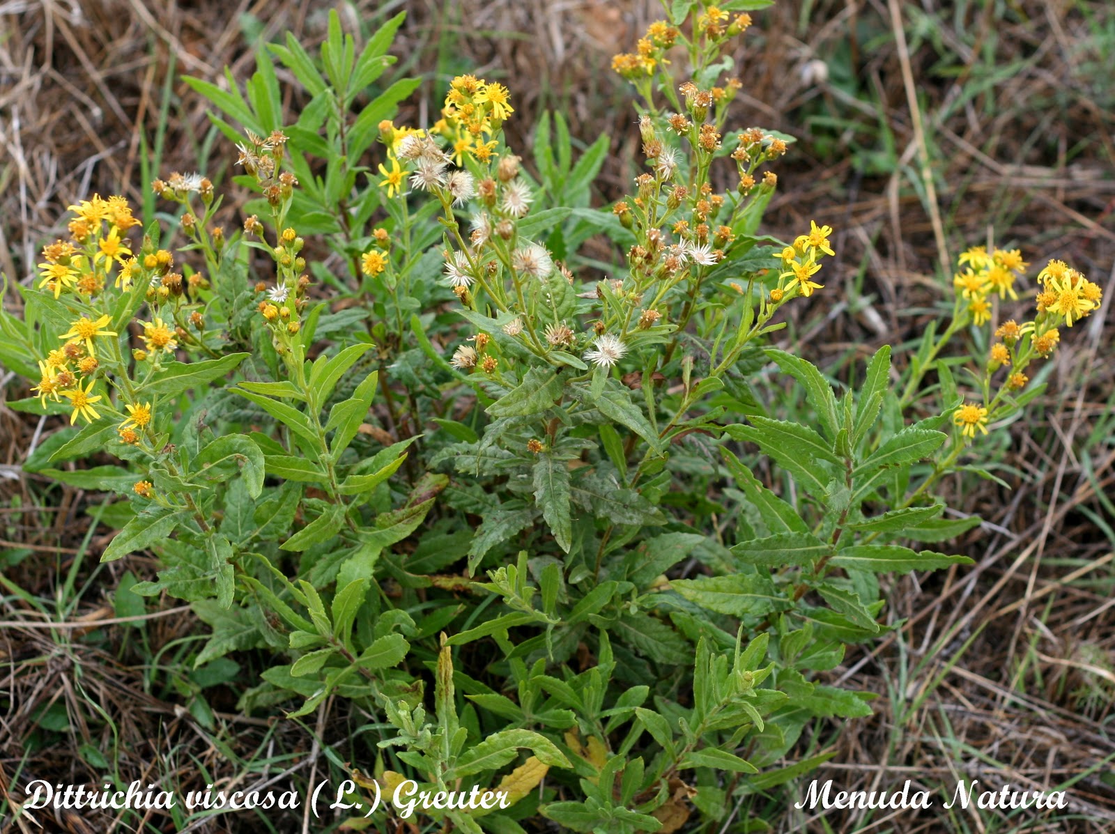Menuda Natura: Dittrichia viscosa (L.) Greuter