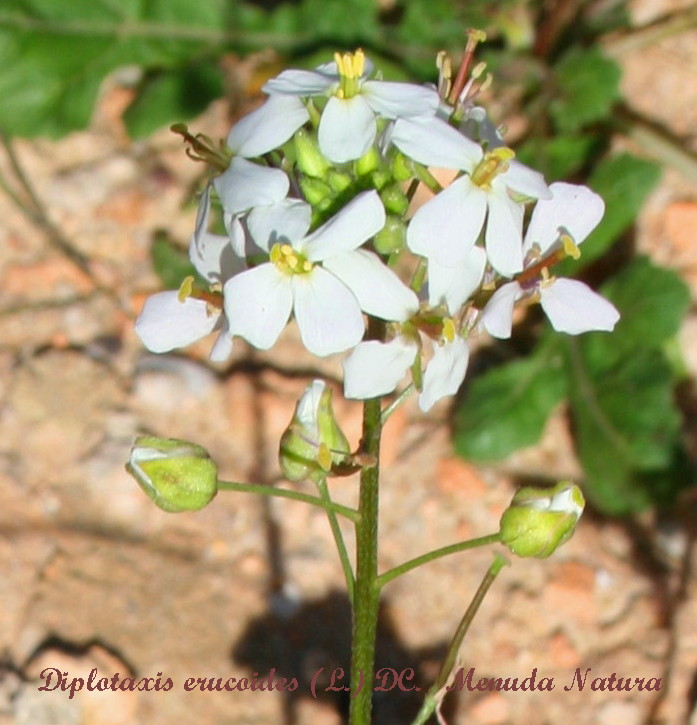 Menuda Natura: Diplotaxis erucoides (L.) DC.