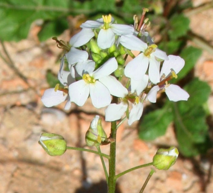Menuda Natura: Diplotaxis erucoides (L.) DC.